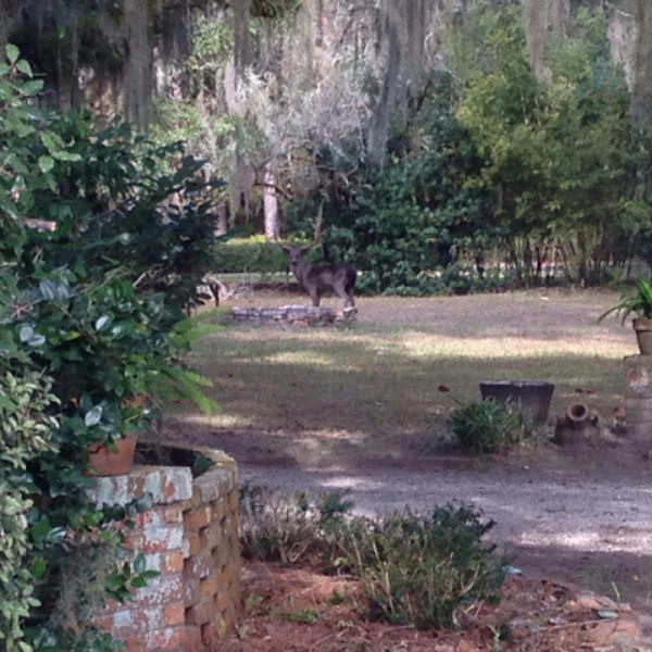 Fallow Deer | Project Noah