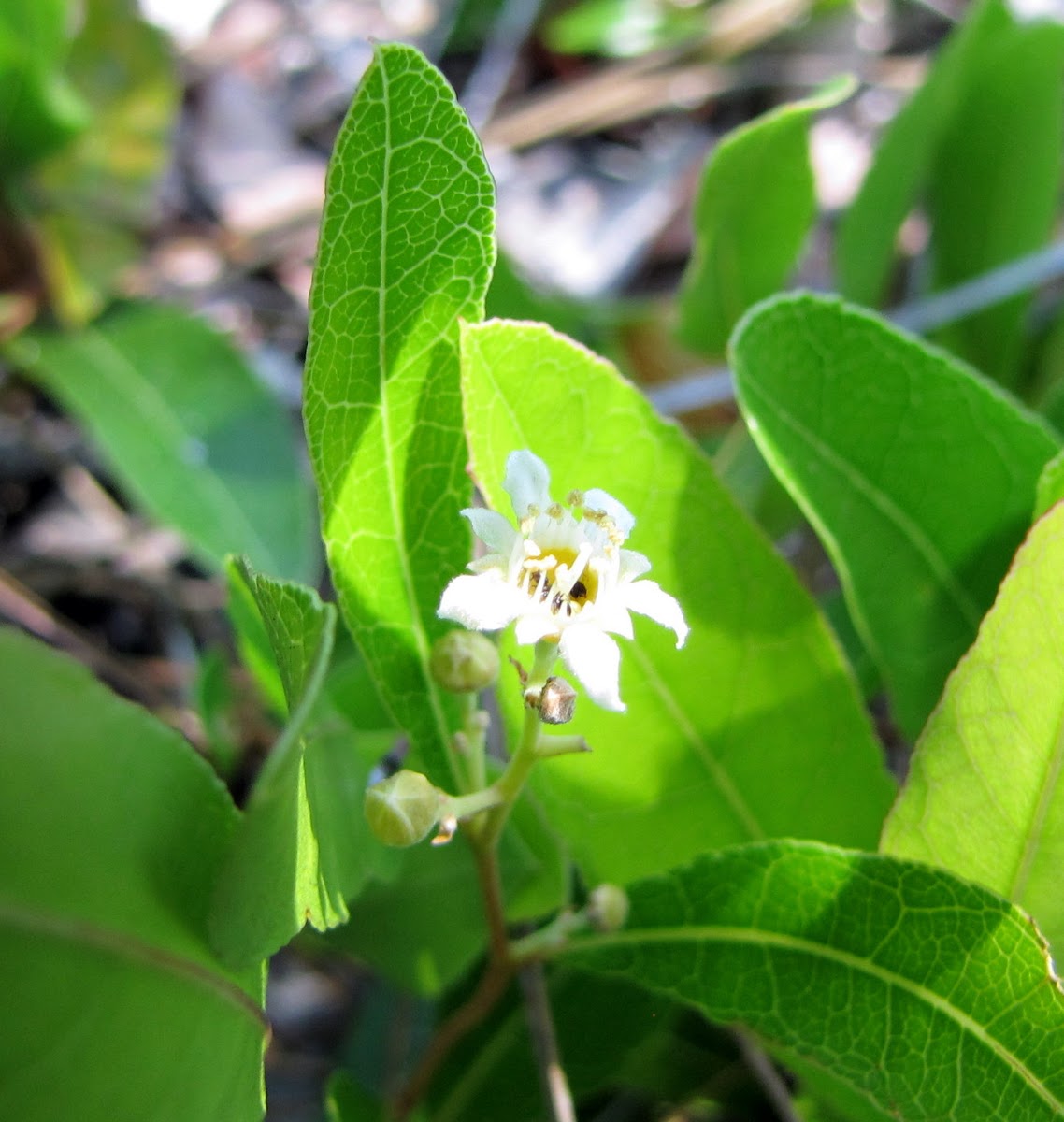 Gopher Apple, flowers | Project Noah