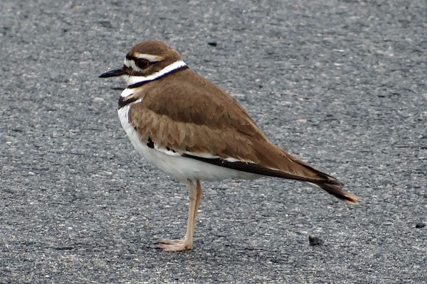 Killdeer | Project Noah