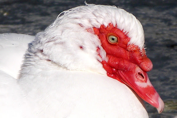 Moscovy Duck | Project Noah