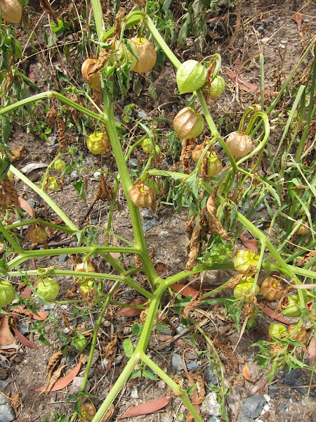 Wild Gooseberry | Project Noah