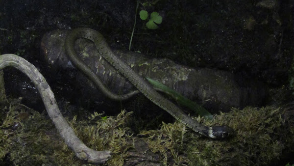 Cobra de colar (gl), Culebra de collar (es), Grass snake (uk ...