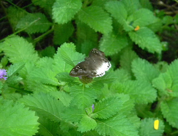 snow flat, spread-winged skipper | Project Noah