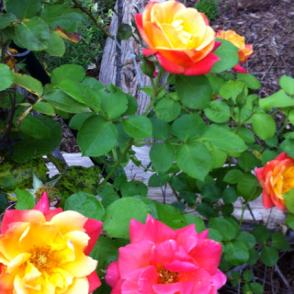 Joseph's Coat Rose | Project Noah