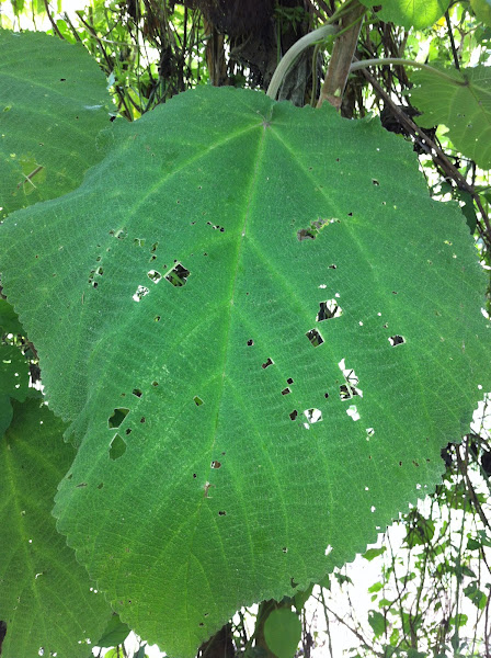 Chichicaste | Project Noah