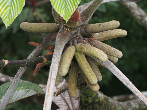 Cecropias or Trumpet Tree | Project Noah