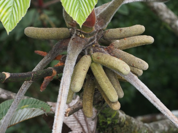 Cecropias or Trumpet Tree | Project Noah