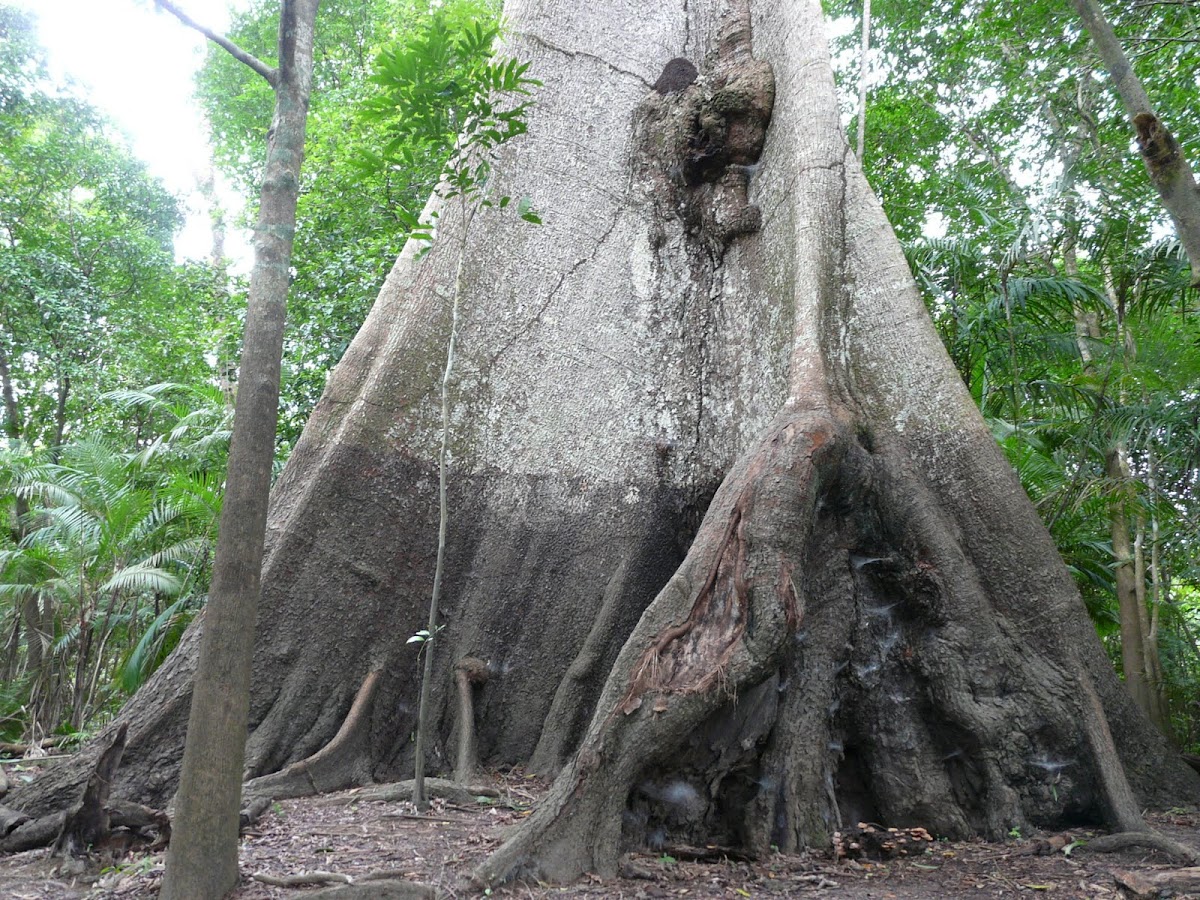 Samauma | Project Noah