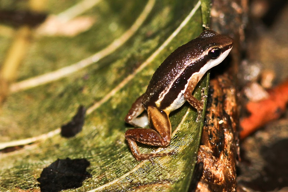 Rainforest Rocket Frog | Project Noah