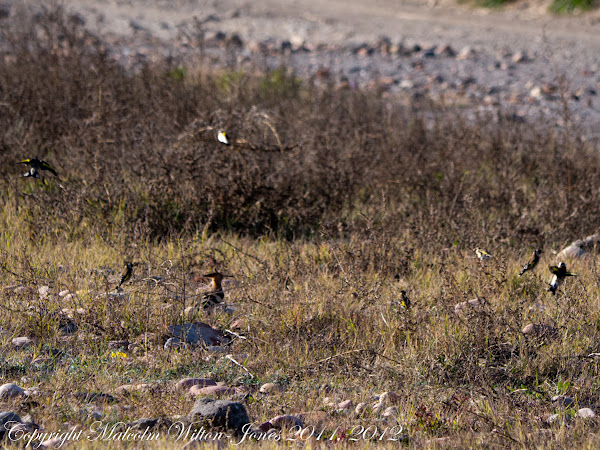 Goldfinch | Project Noah