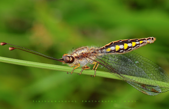 Owlfly | Project Noah