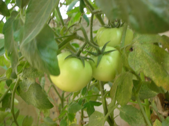 tomato | Project Noah