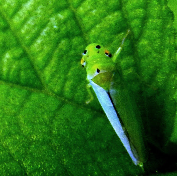 Leafhopper | Project Noah