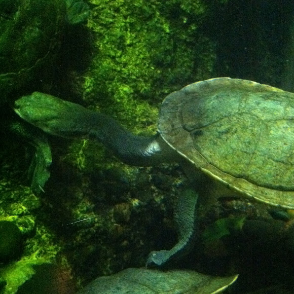 Giant snake-necked Turtle | Project Noah