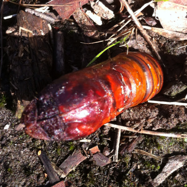 Bardi grub | Project Noah