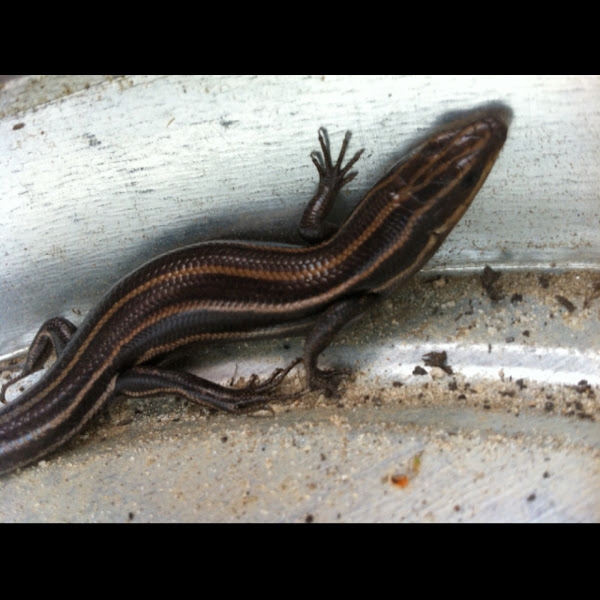 Southeastern Five-Lined Skink | Project Noah