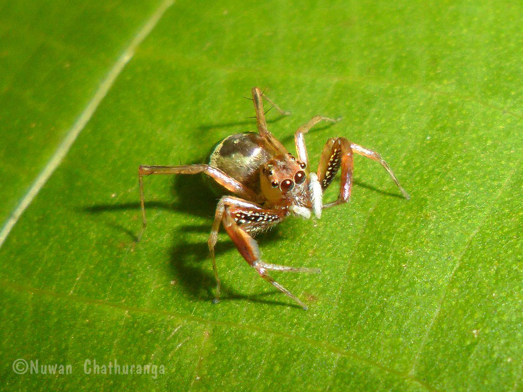 Jumping Spider | Project Noah