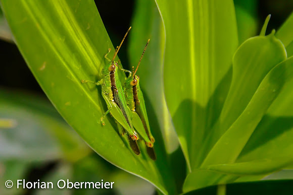 Rice Grasshopper | Project Noah