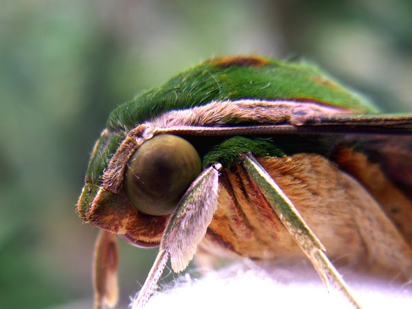 Polilla , Green velvet moth | Project Noah