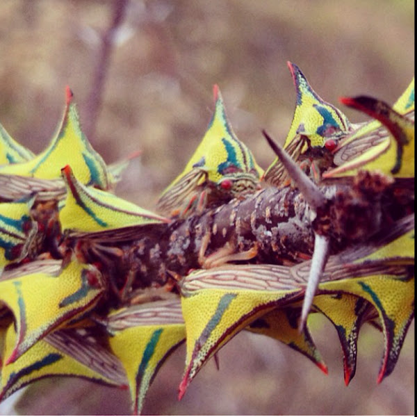 Thorn bug | Project Noah