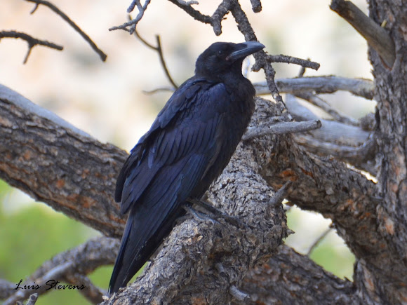 Common Raven | Project Noah