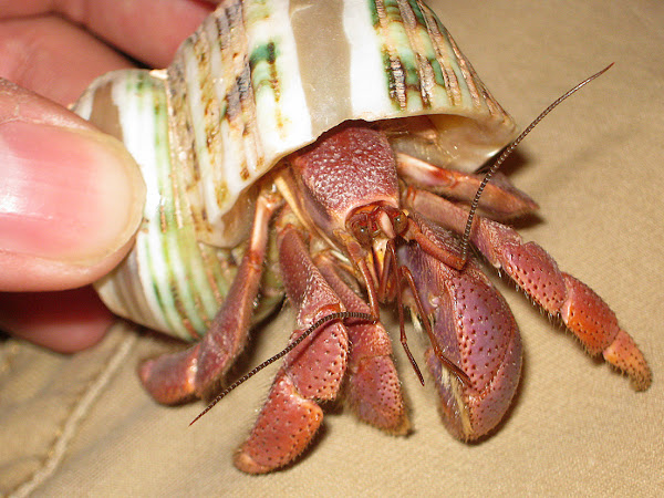 Purple Pincher Hermit Crab | Project Noah