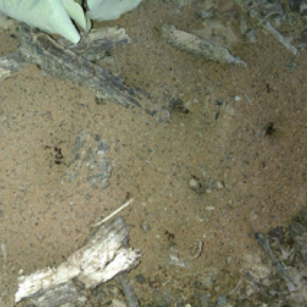 Ant hill | Project Noah