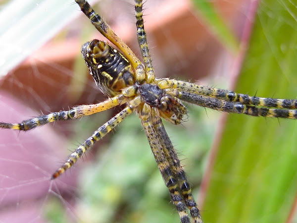 Tent Spider (mature female in web) | Project Noah