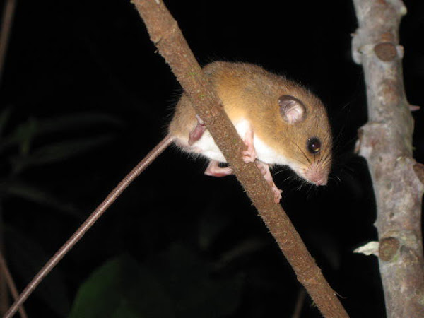 Pencil-Tailed Tree-Mouse | Project Noah