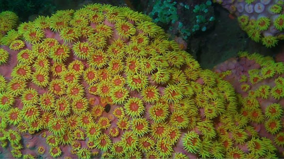 Yellow/Tube Coral | Project Noah
