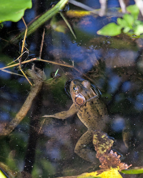 Pig Frog (male) | Project Noah