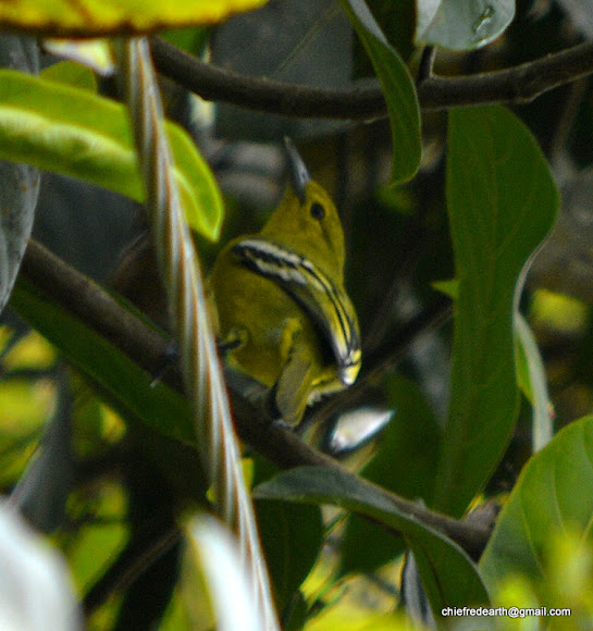 Common iora | Project Noah