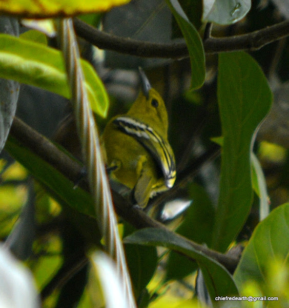 Common iora | Project Noah
