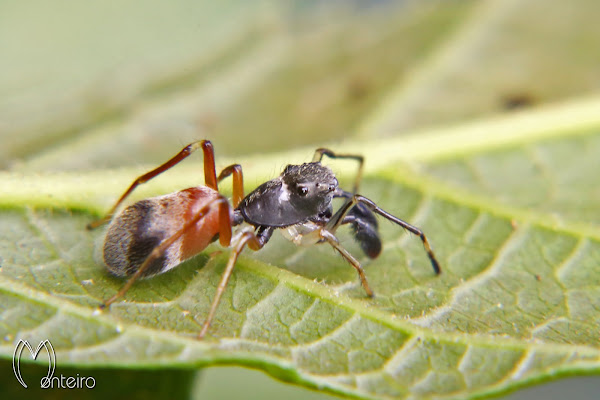Ant mimicking jumping spider | Project Noah