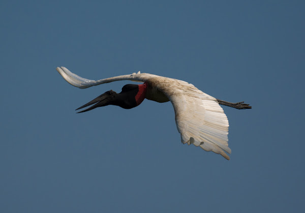 Tuiuiú(Jabiru) | Project Noah