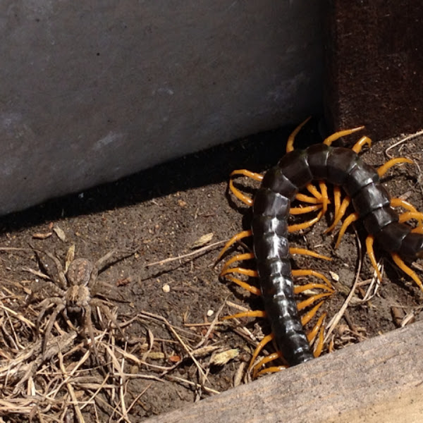 Red-headed centipede | Project Noah