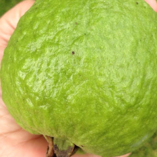 Guava | Project Noah