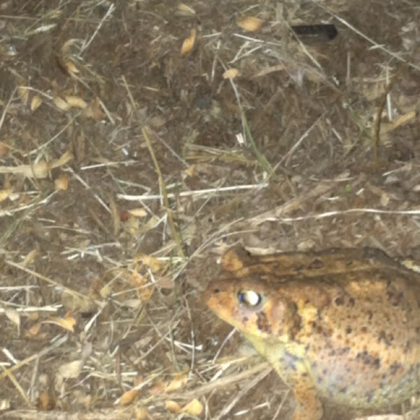 American Toad | Project Noah