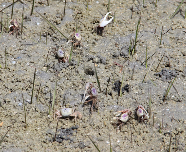 Atlantic Sand Fiddler Crab | Project Noah