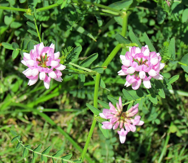 Crown Vetch | Project Noah
