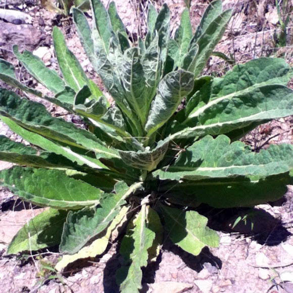 Common Mullien | Project Noah