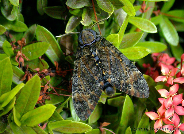 Death's Head Hawk Moth (Bee robber) | Project Noah