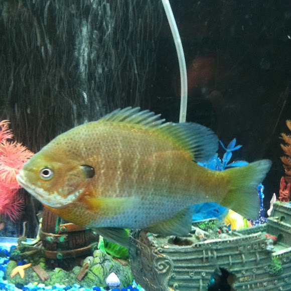 Blue Gilled perch | Project Noah