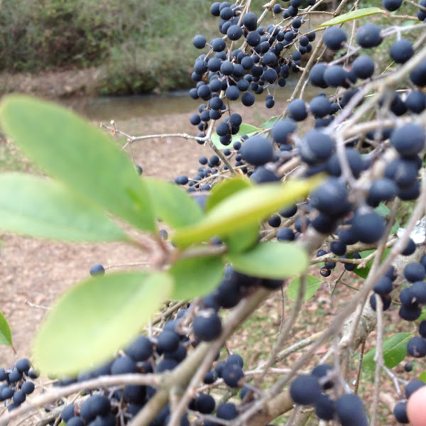 European Privet | Project Noah
