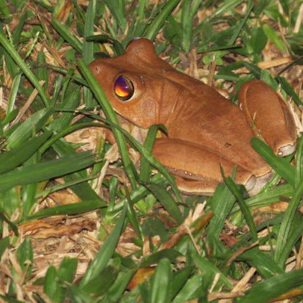 Blacksmith tree frog | Project Noah