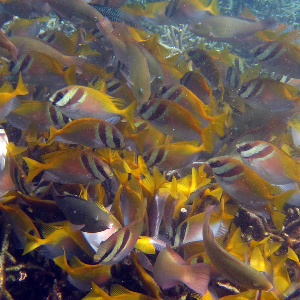 Double-barred rabbitfish | Project Noah