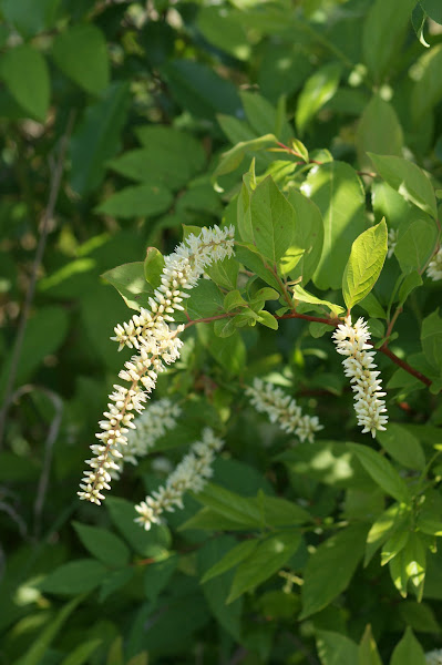 Virginia Willow | Project Noah