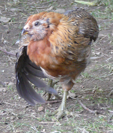 Ameraucana, Gold Birchen color? | BackYard Chickens - Learn How to ...
