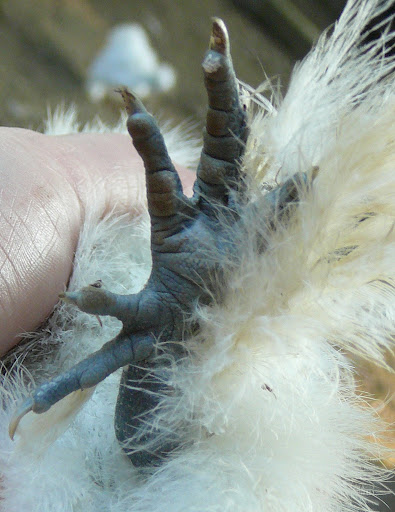 Limping Silkie Chick | BackYard Chickens - Learn How to Raise Chickens