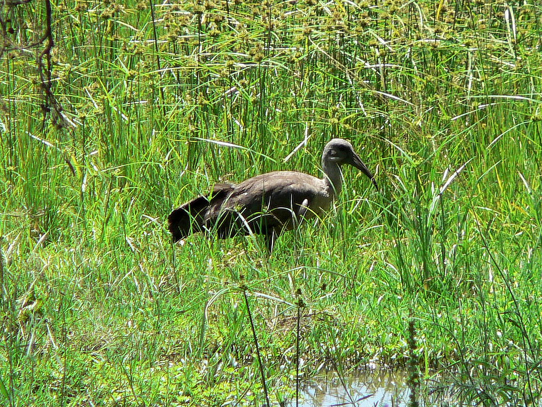 Hadeda Ibis | Project Noah